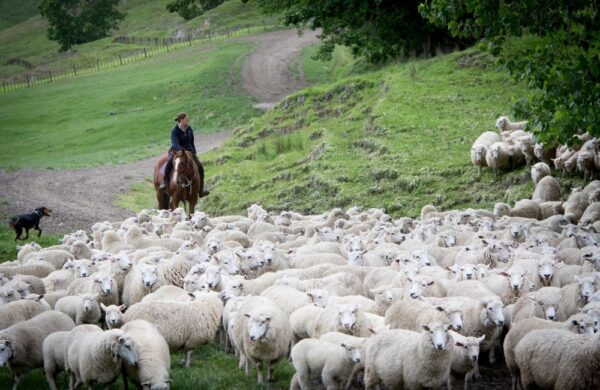 🎒 Best Small Towns in New Zealand for Backpackers